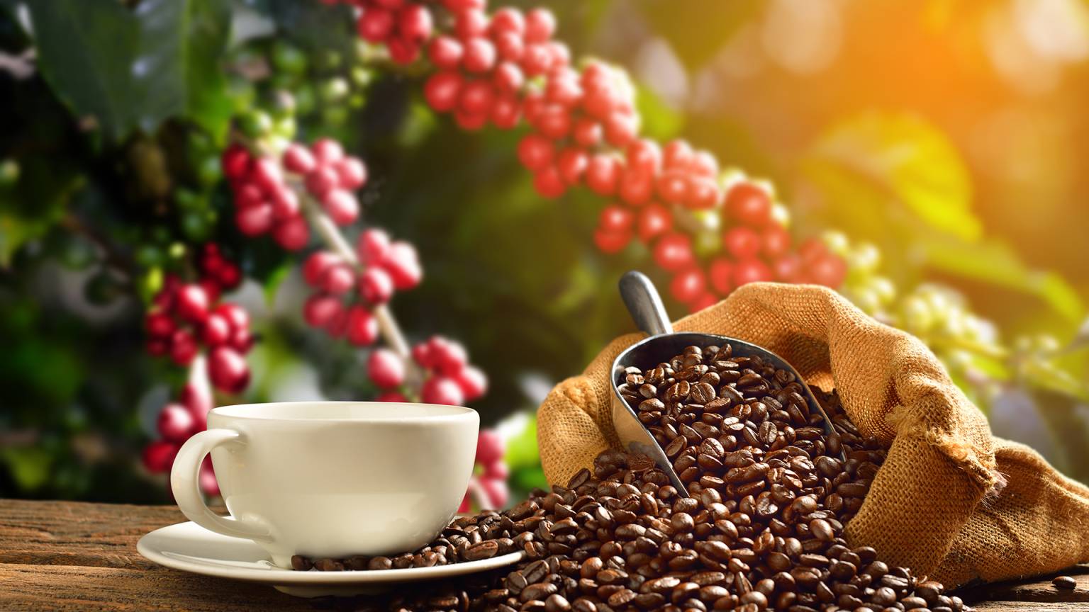 Home - Sakha Coffee Roastery